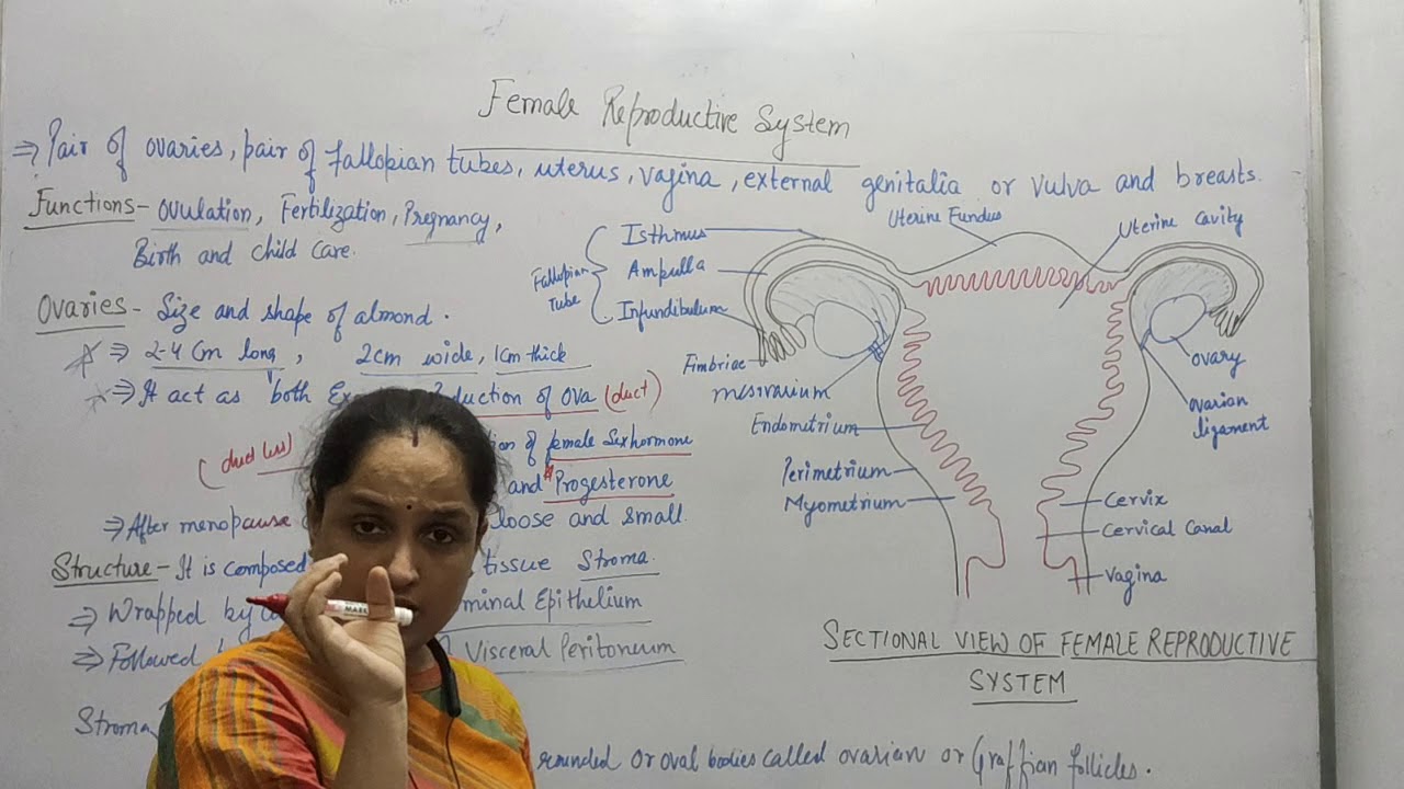Female reproductive system 1 - YouTube