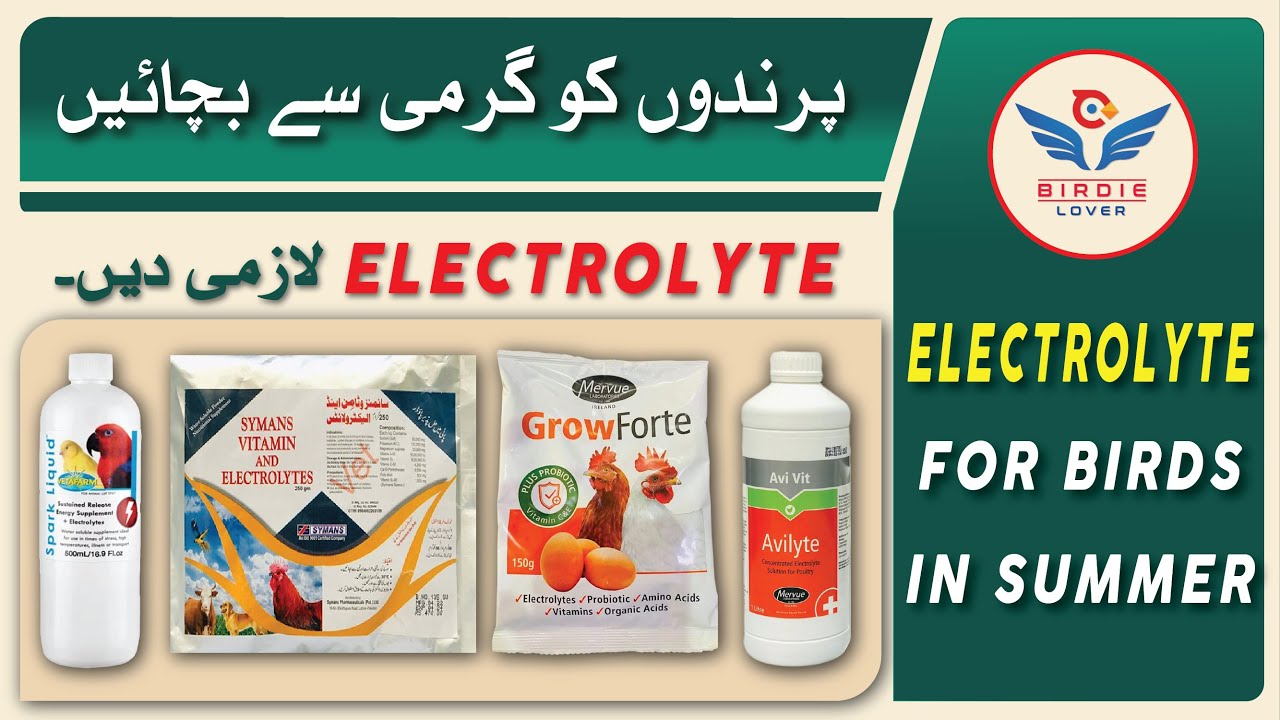 BEST ELECTROLYTES FOR BIRDS IN SUMMER | PARINDO KO GAMIYO MAY KAISAY ...