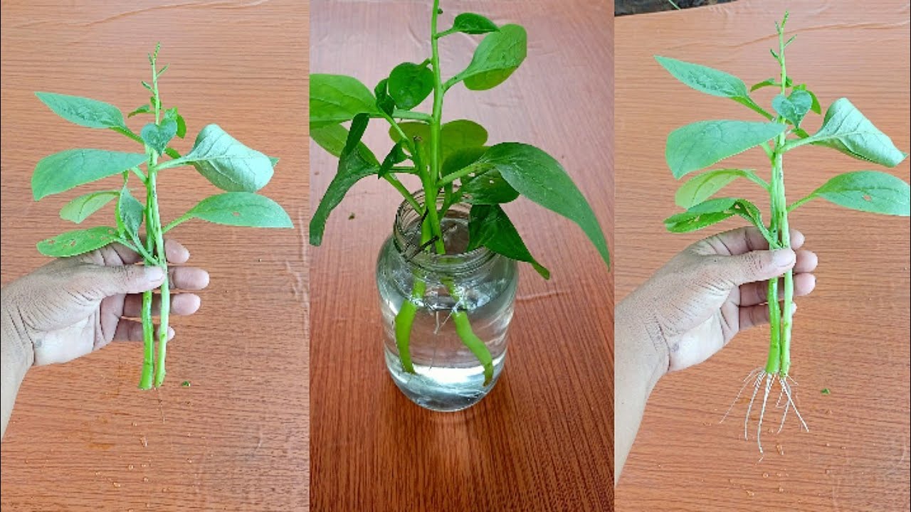 Di kana bibili ulit ng alugbati pag ganiwa mo ito sa iyong bahay ...