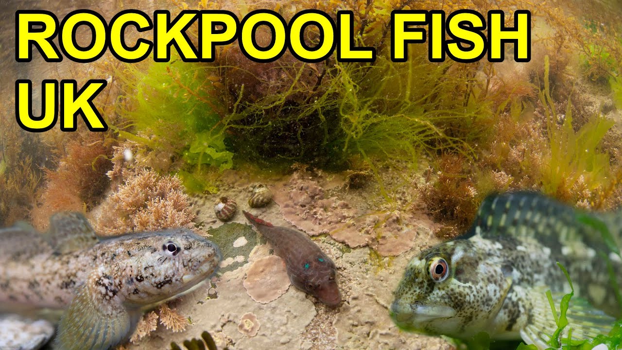 5 Interesting Rockpool fish - YouTube