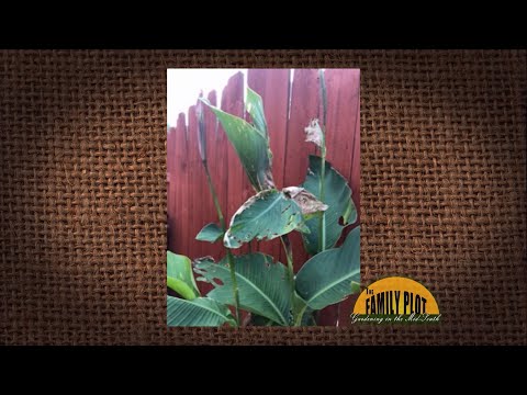 What Insects Eat Canna Lilies