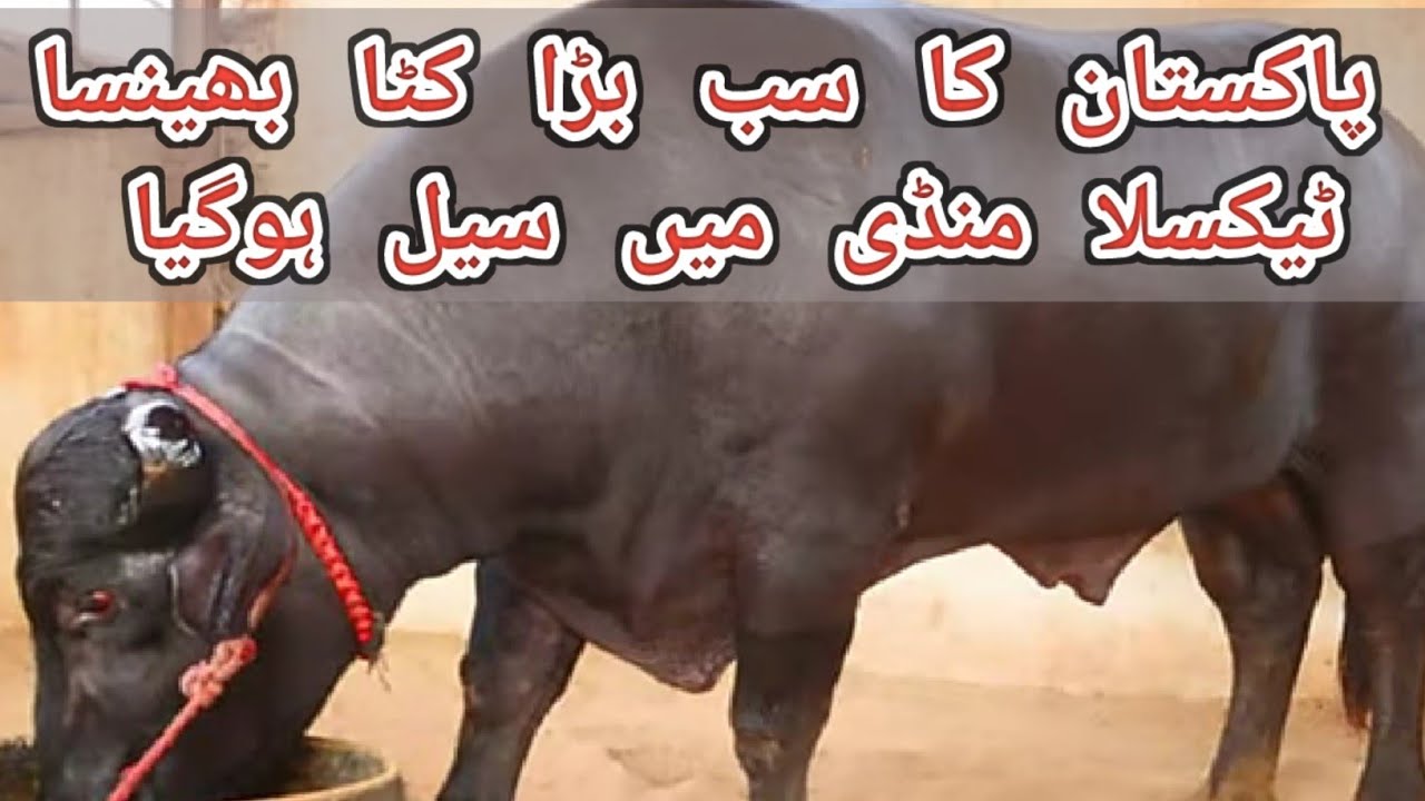 Pakistan Biggest Bull (buffalo,katta) In Taxila Manadi - YouTube