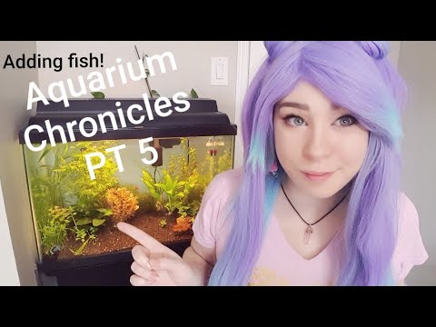 Aquarium Chronicles PT 5 (Adding Fish) - YouTube