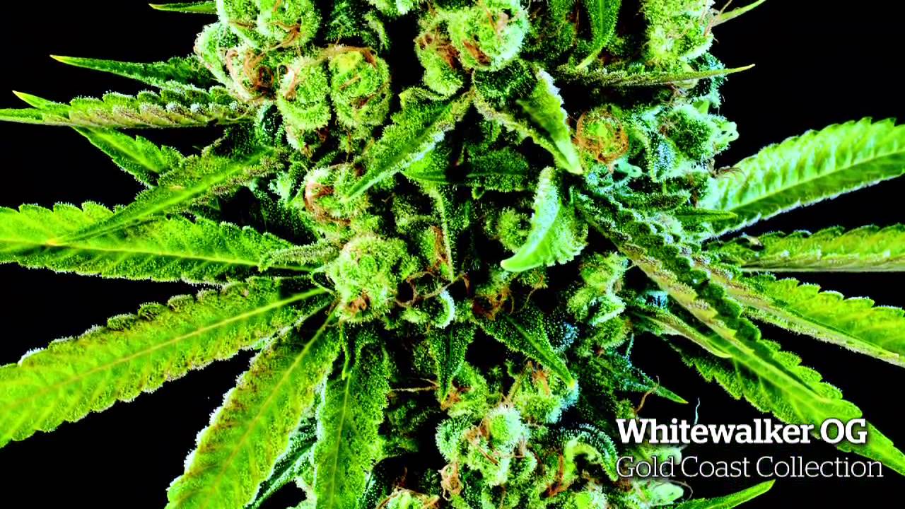 The Top 10 Strains of 2014 - YouTube