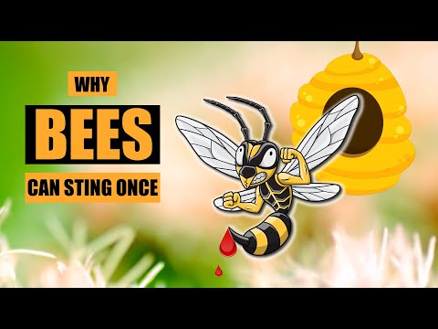 Can Honey Bees Sting Multiple Times