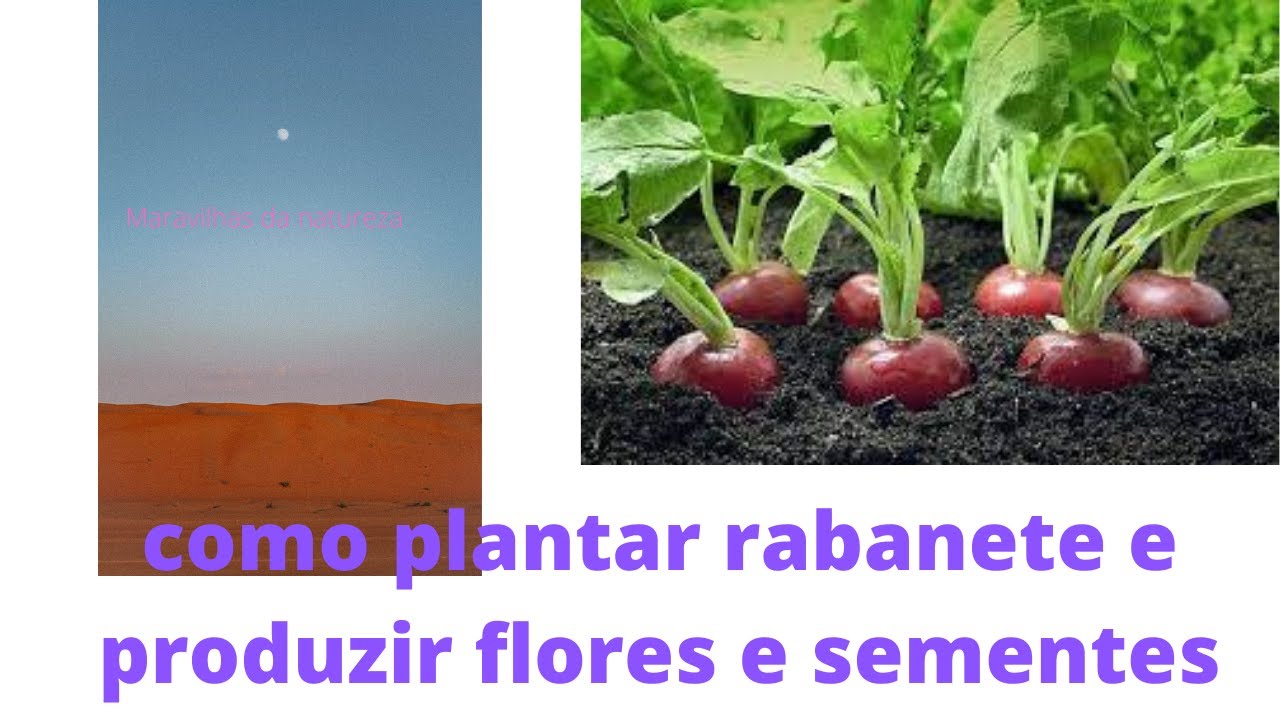 COMO PLANTAR RABANETE PARA PRODUZIR FLORES E SEMENTE / Canal ...