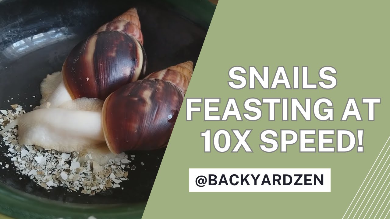 Snail Feast in Hyper-Speed! 🐌🍃 | Mesmerizing Snail Eating Compilation ...
