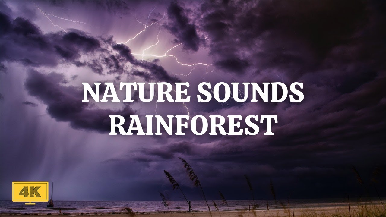 Nature Sounds Rainforest, Tropical Rainforest Sounds- Anxiety And ...