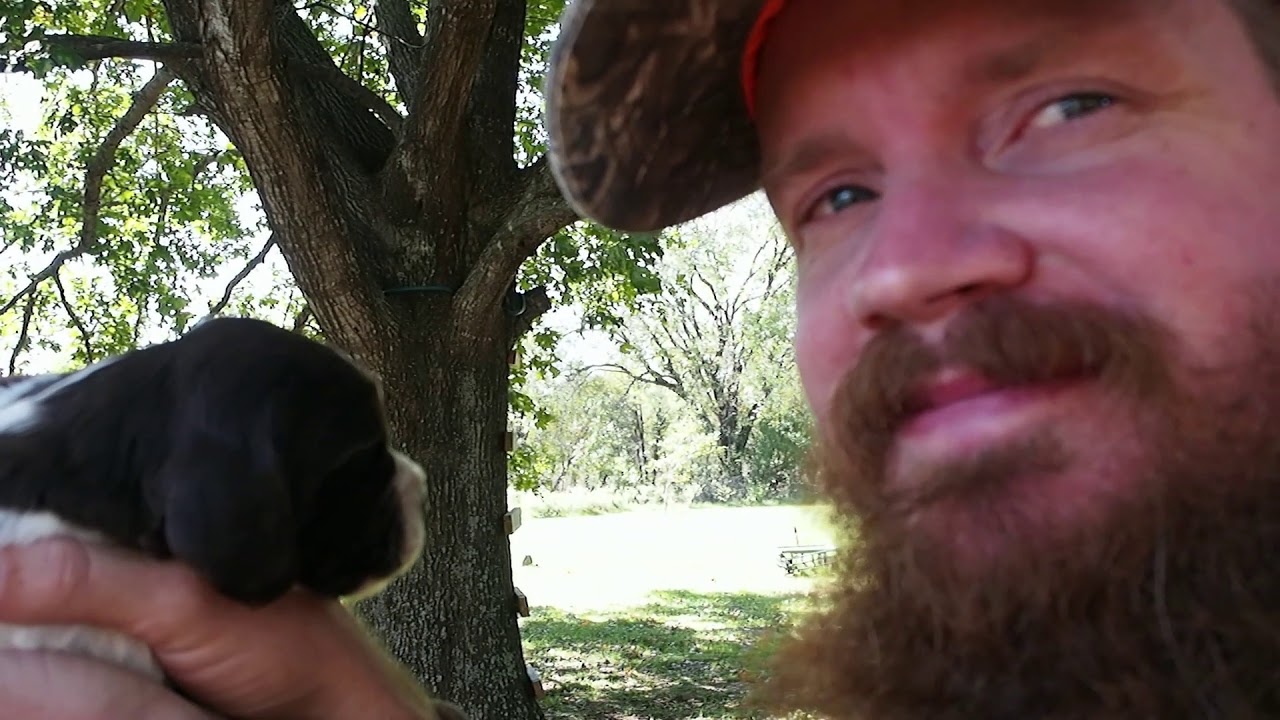 Very scary Halloween survival special: Chickens get unbelievably scared ...