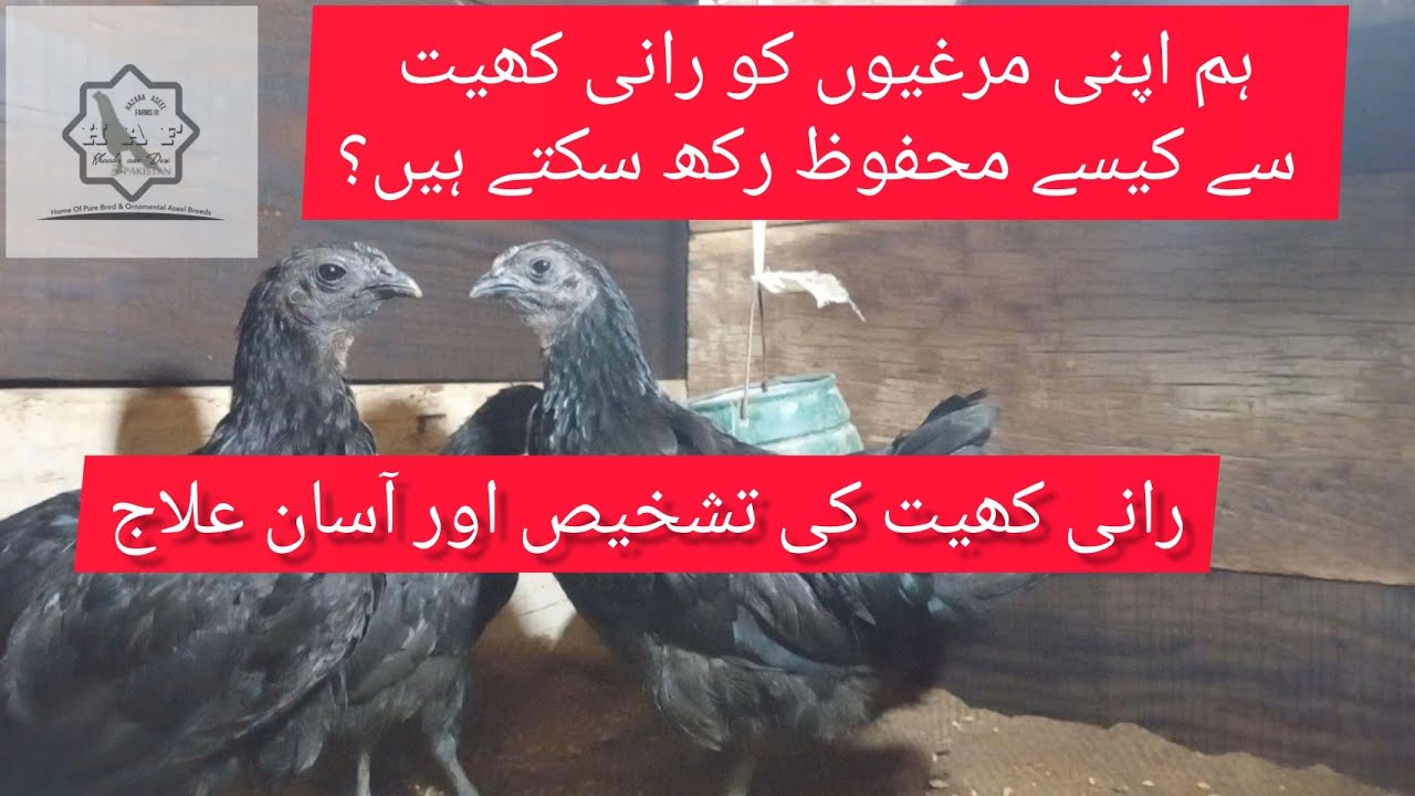 Newcastle (Rani Khet / ND) Prevention and Treatment #veterinary # ...