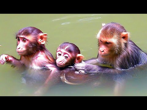 Water Fun, Baby Monkeys' First Swimming - YouTube