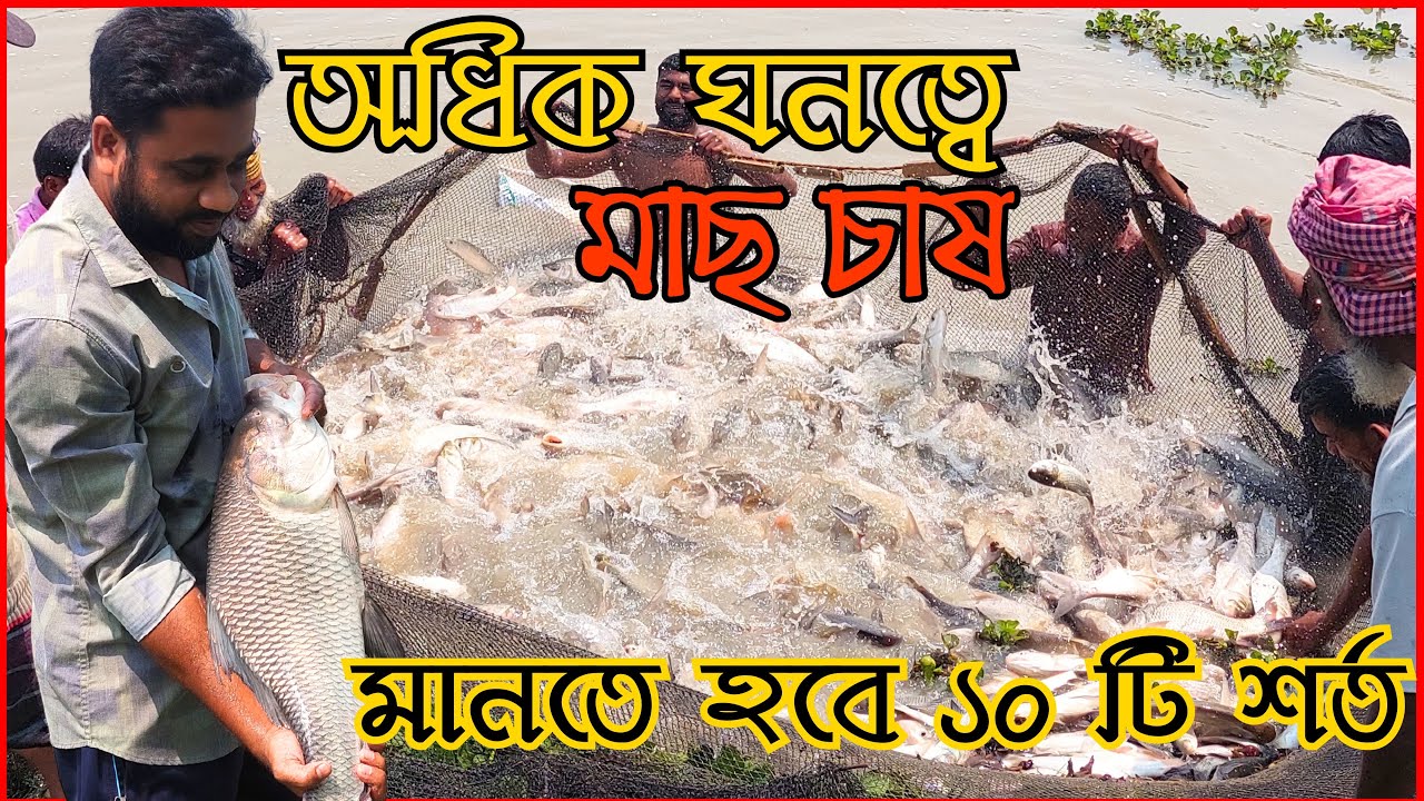 অধিক ঘনত্বে মাছ চাষ: ১০ টি পরামর্শ।। লোকসান এড়াতে এই ১০ টি বিষয় মেনে ...