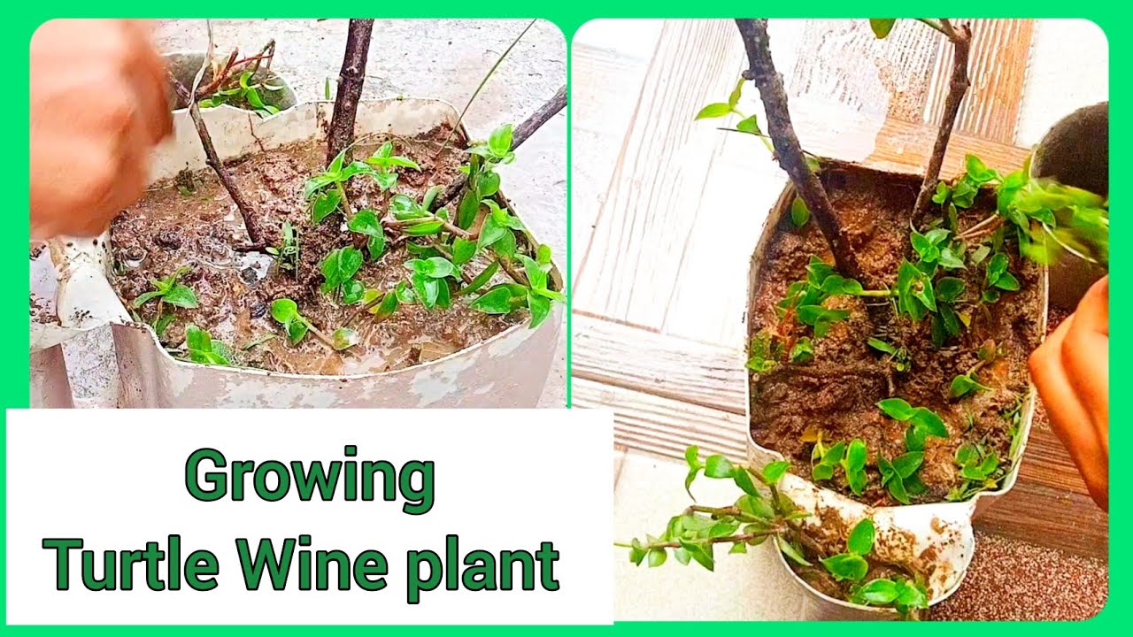 TURTLE WINE PLANT - YouTube