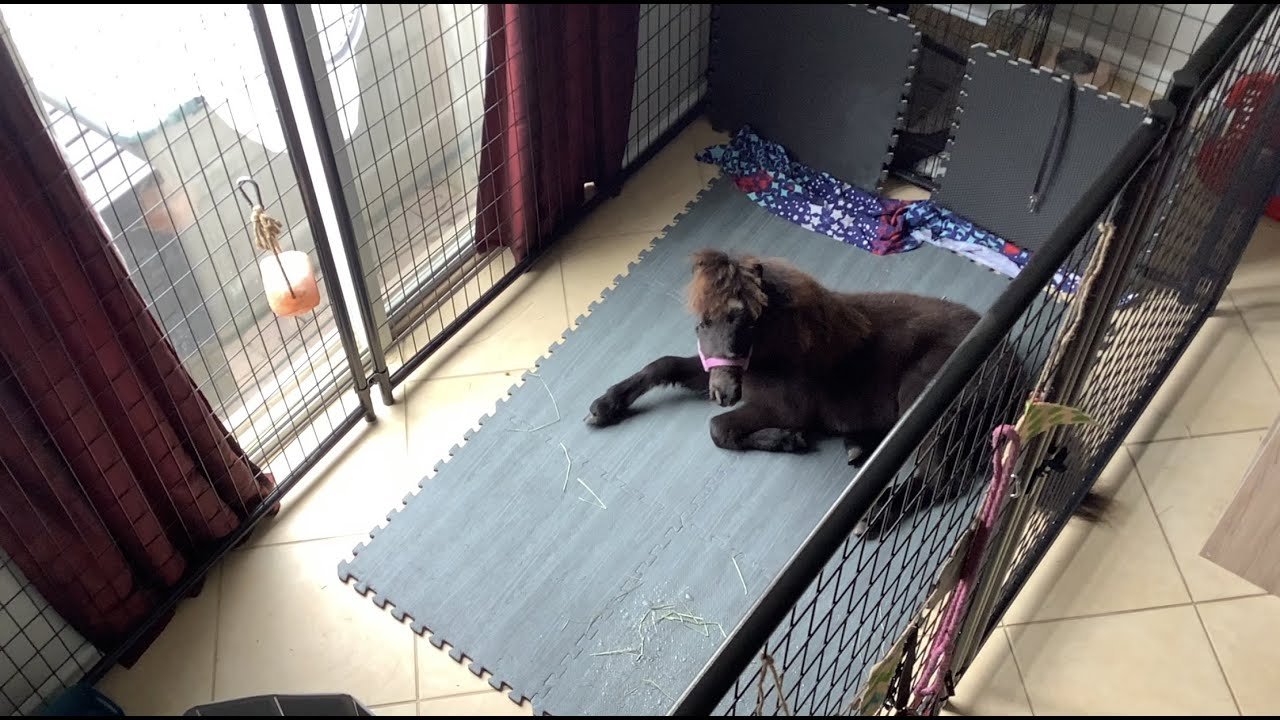 What??? A horse lives in a house!!!! - YouTube