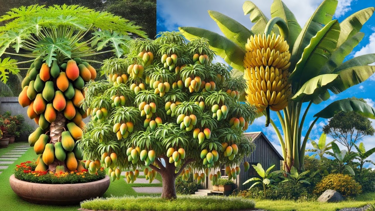 🌿Grow Your Own Mango Tree at Home: Easy Steps for Beginners (Live Q&A ...