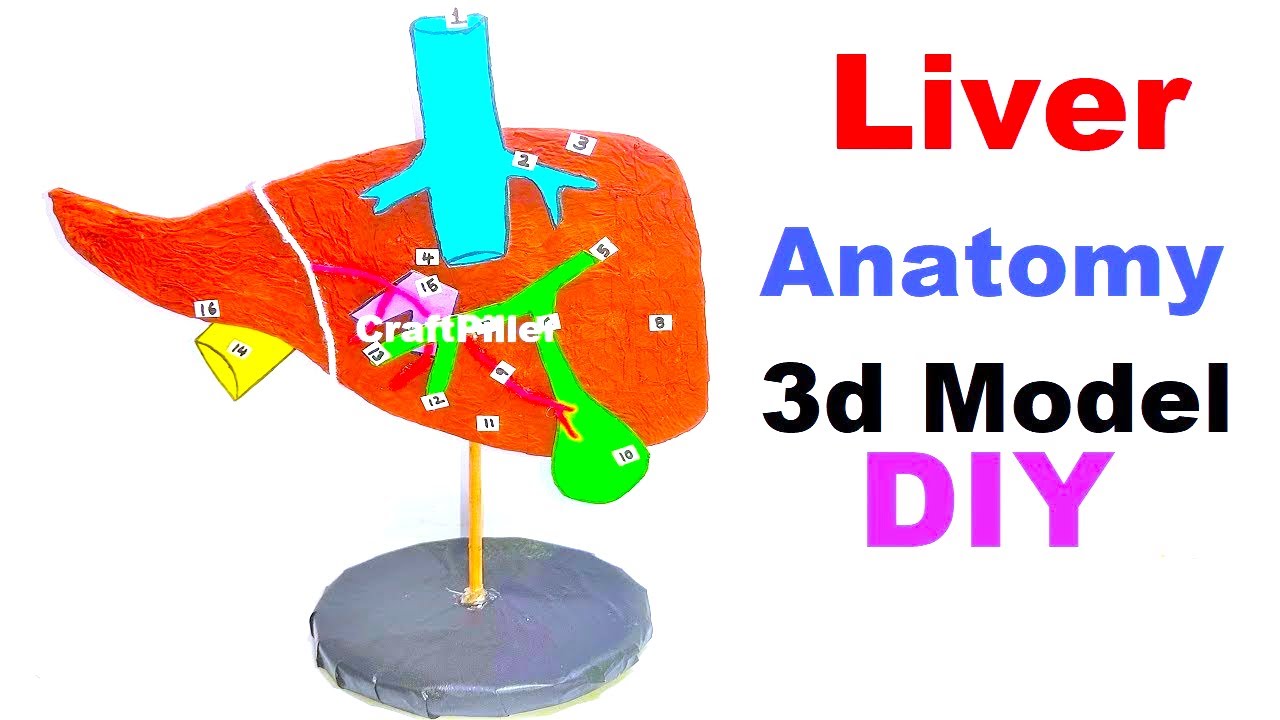 Liver Model