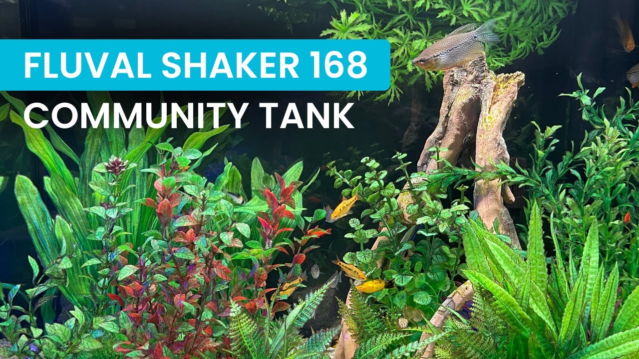 Fluval Shaker 168L: Perfect Community Aquarium Setup with Easy-to-Keep ...