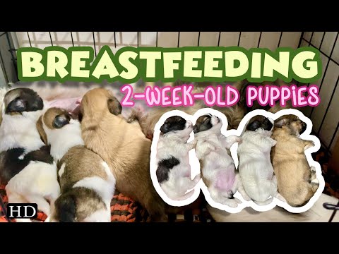 Breastfeeding 2 Weeks Old Shih Poo Puppies (HD) | Watch them Sleep Soundly || 生後2週間の子犬たちのおっぱいタイム