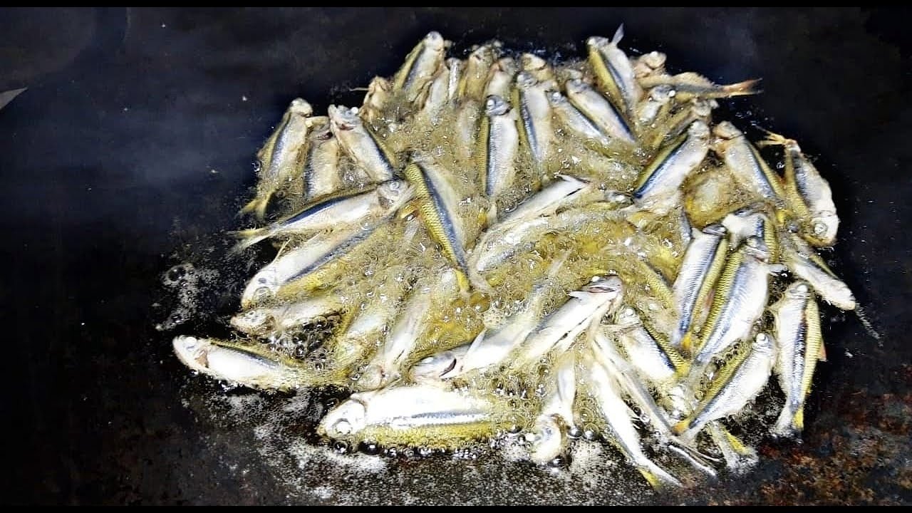 Frito de piaba no fogão a lenha no disco de arado na beira do rio ...