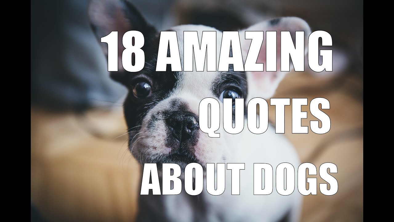 18 Amazing Dog Quotes You Must See - YouTube