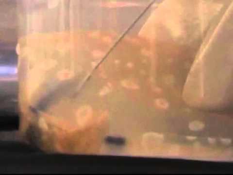 Injection of PU SMP spiral spring/wire into jellyfish