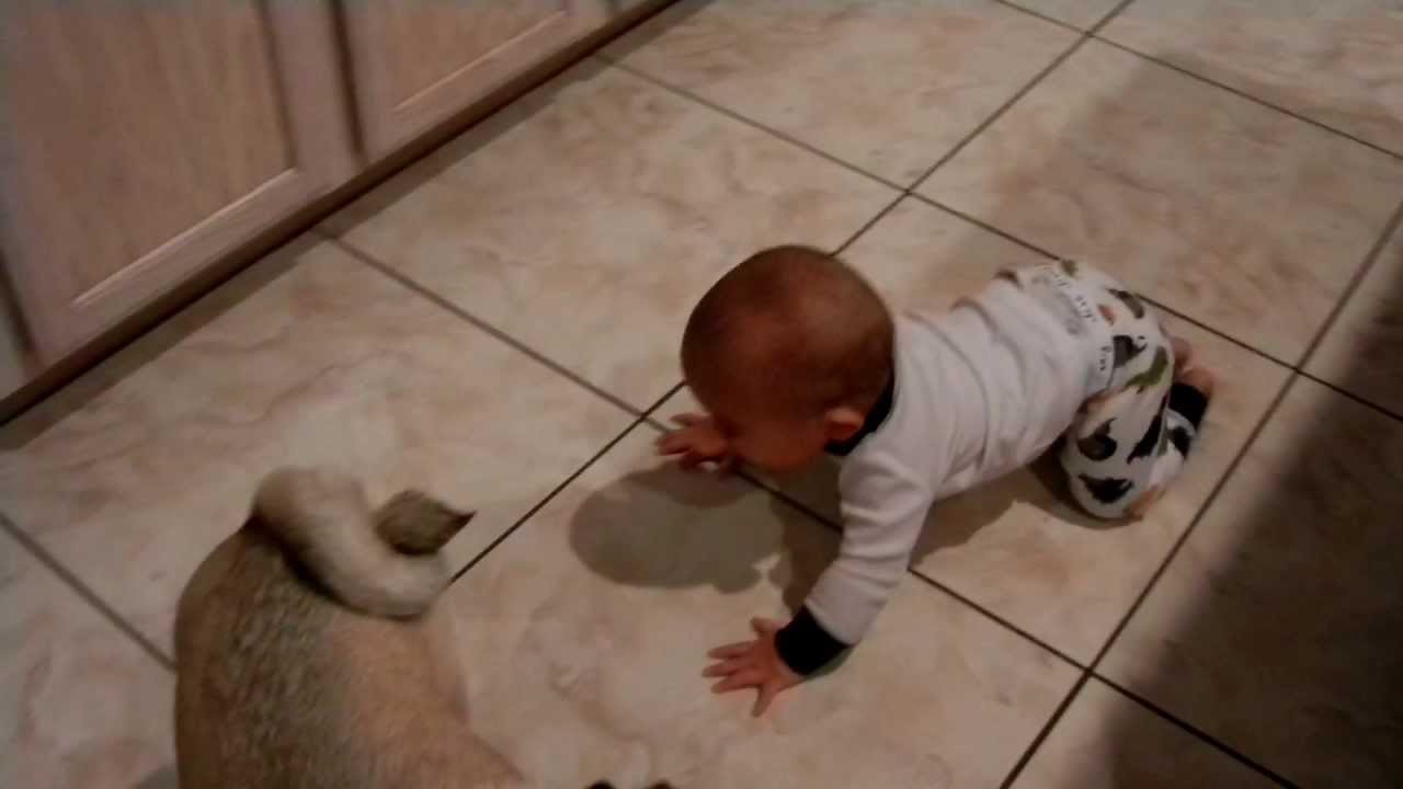 Baby Chasing Pug - Baby and Pug Bonding - YouTube