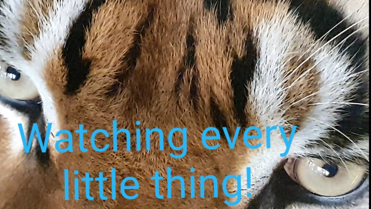 Sometimes I can mix them up ! - YouTube