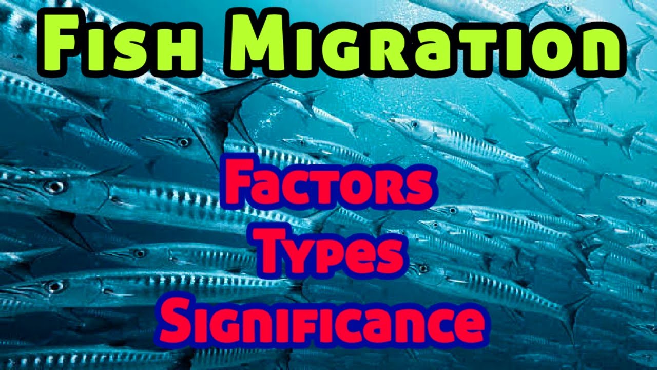 Fish Migration: Factors, Types, Significance | Fish Biology | Zoology ...