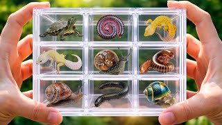 I Built a Mini Terrarium with 9 Exotic Pets!Which One is Cutest? #millipede #snail #bug #cuteanimals