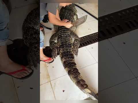 Freshly baked crocodile #National delivery #Crocodile #High end ingredients