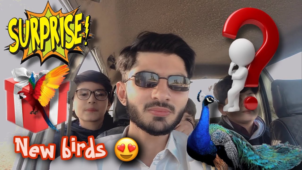 Surprised birds 😍 | Aviary bhi ready😱🌴 #petsvlog - YouTube