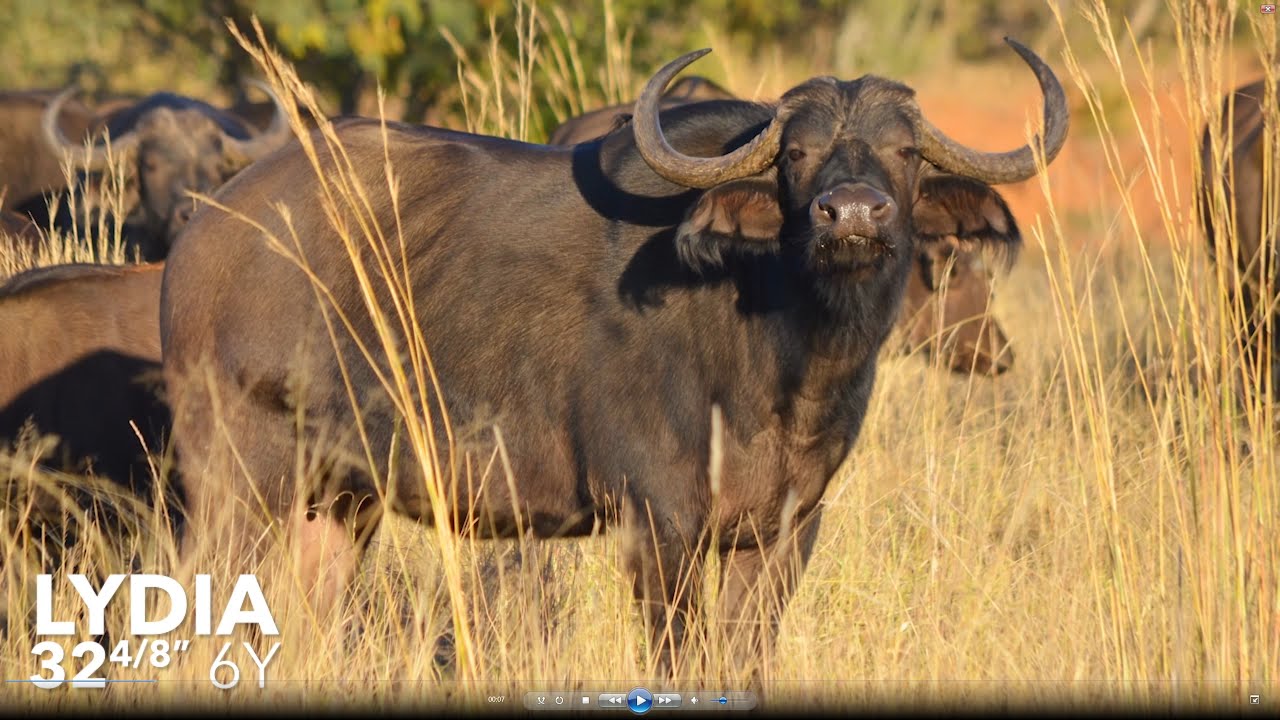 Alden Buffalo | Lydia | 3 in 1 Buffalo Buffalo Cow ON AUCTION - YouTube