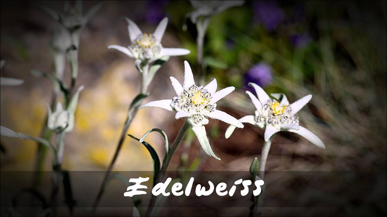 Edelweiss - The Sound of Music - YouTube
