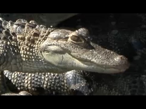 Alligator Antics - Gator Spot at Fun Spot Orlando - YouTube