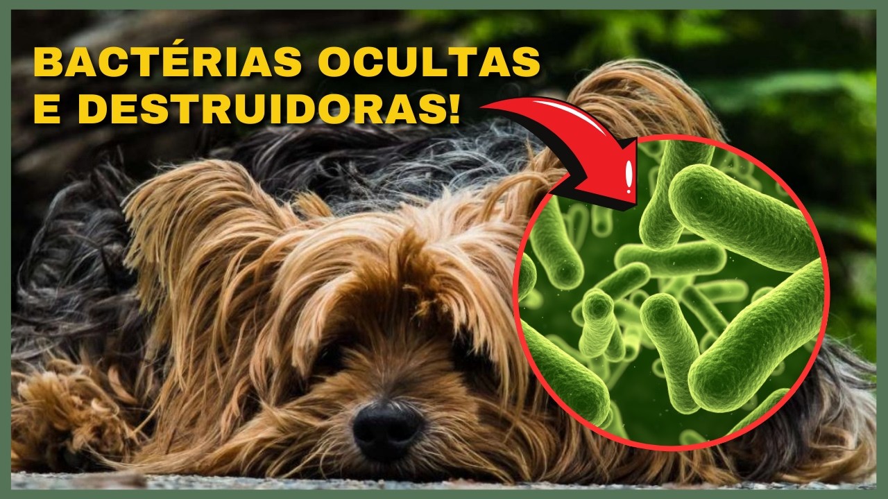 SILENCIOSAS E PERIGOSAS! ACABA com o INTESTINO E COM O ANIMAL! Disbiose ...