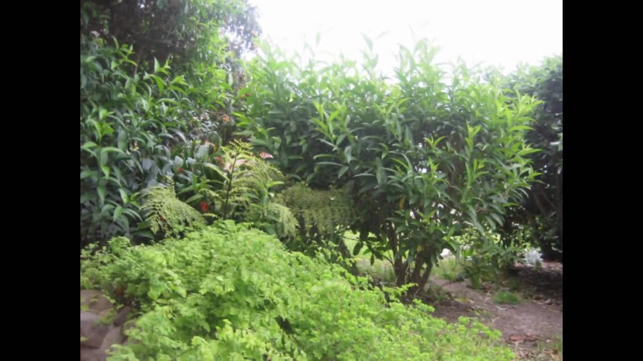 Plant Growth Time Lapse - YouTube