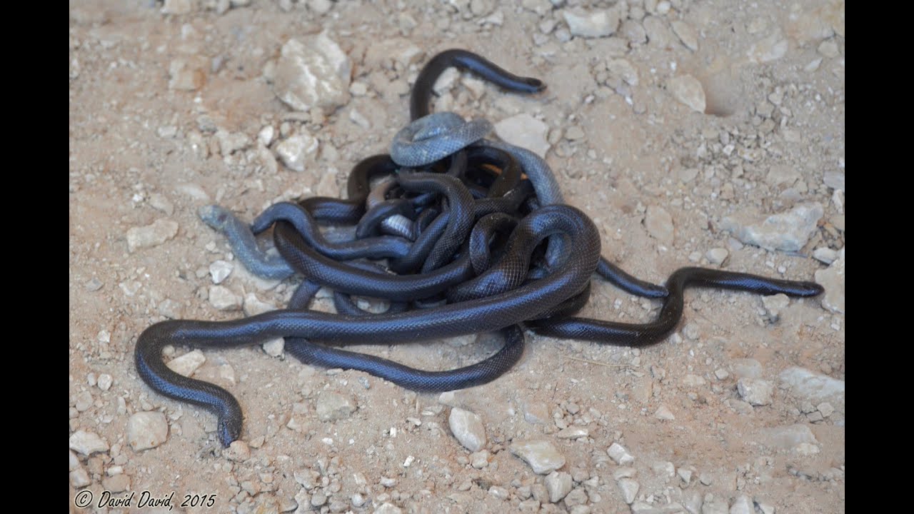 שחרור 7 צפעונים שחורים לאחר חילוץ מבורות מים - 7 A.engaddensis release ...