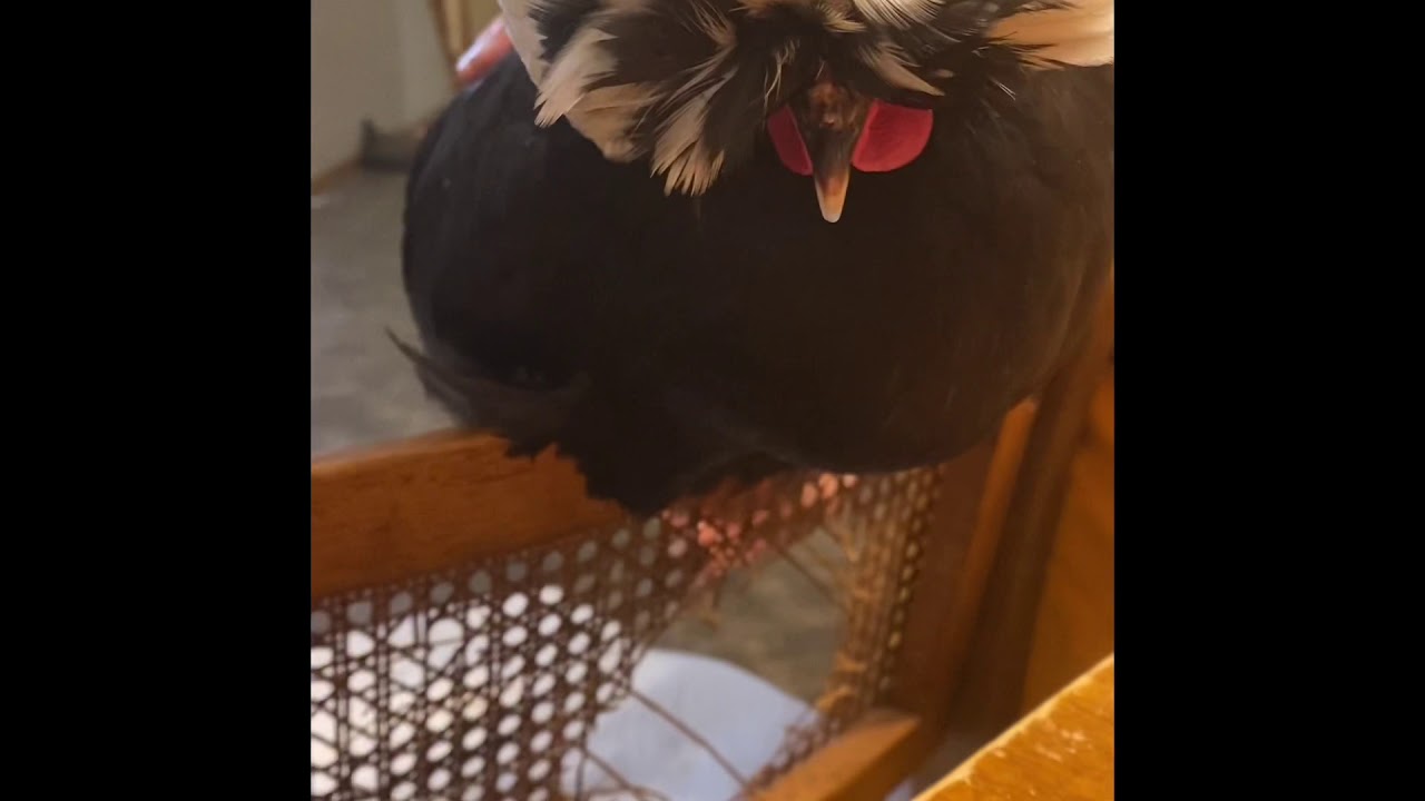 Master Wu the chicken comes to Dinner - YouTube