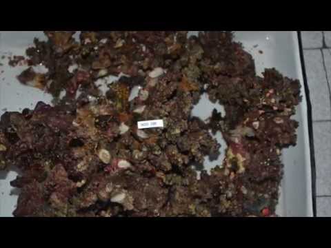 ITK IPB Marine Biodiversity Training Course 2012 - YouTube