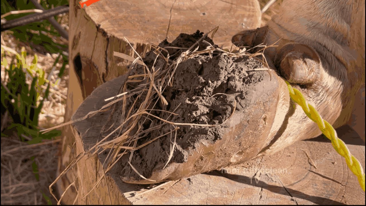 "From STONE and STEEL: The Artful Revival of a Neglected Hoof - YouTube