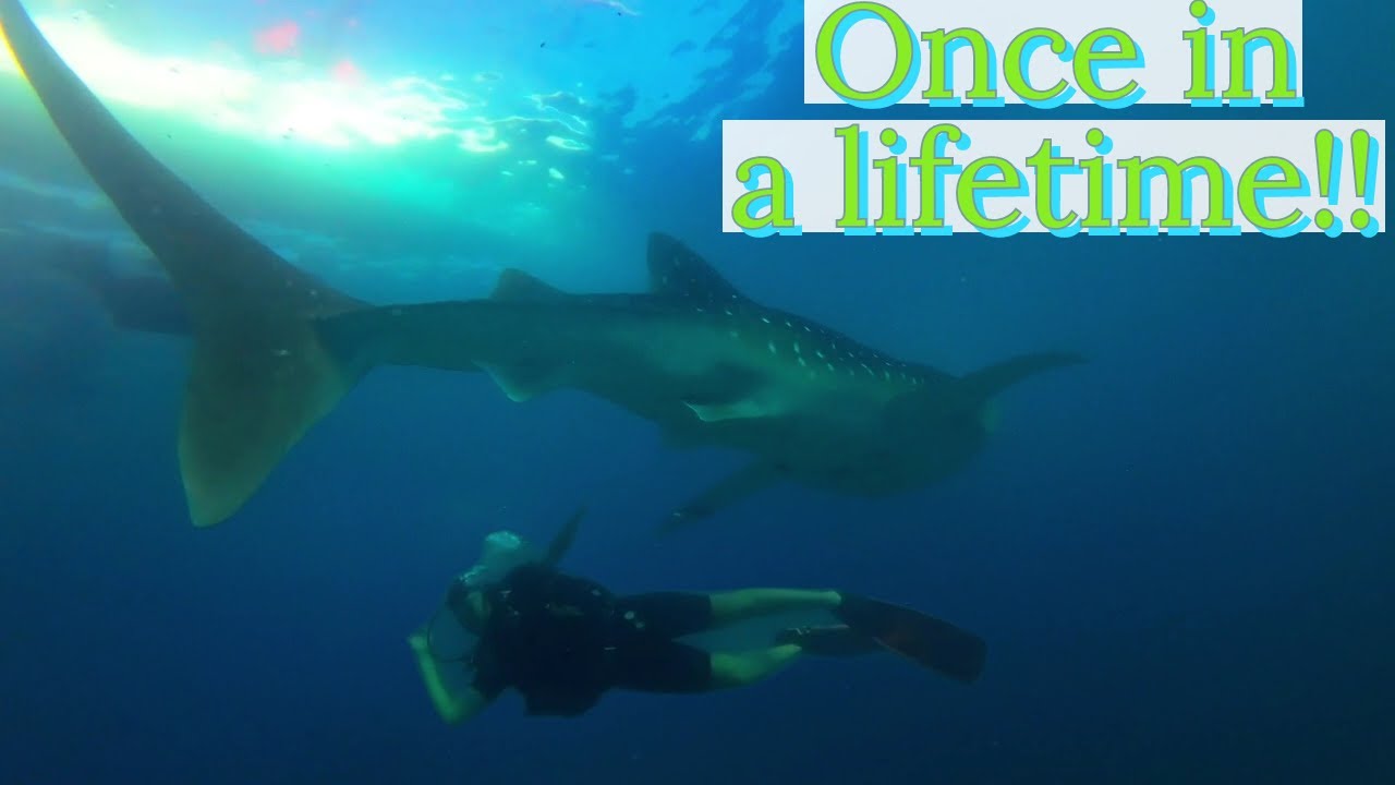 Diving with the WORLDS BIGGEST FISH! | Cebu, Philippines 🇵🇭 - YouTube