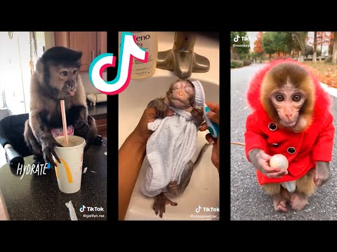 Tik Tok de Monos Graciosos | Funny Monkeys 🐒🤣