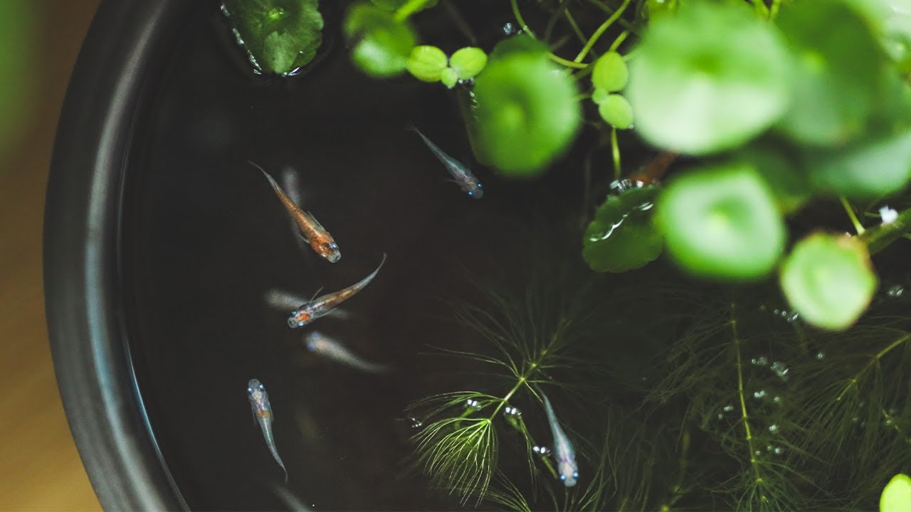 TUTORIAL丨Setup a Medaka Rice Fish Mini Pond丨稻田魚 迷你生態缸 設缸教學 (Please ...