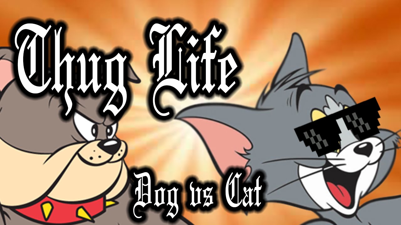 Thug Life Cat Meets Thug Life Dog - YouTube