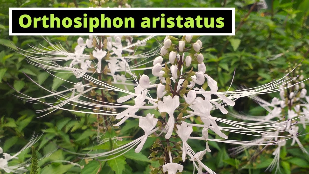 Orthosiphon aristatus (Cat's Whiskers) - YouTube
