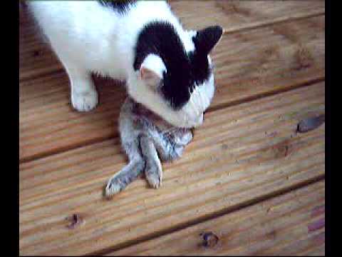 cat eats rabbit pt.4 (of4) - YouTube