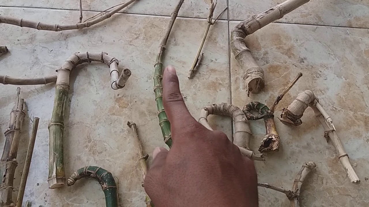 Terbaru Koleksi bambu unik antik bertuah 20 jenis - YouTube