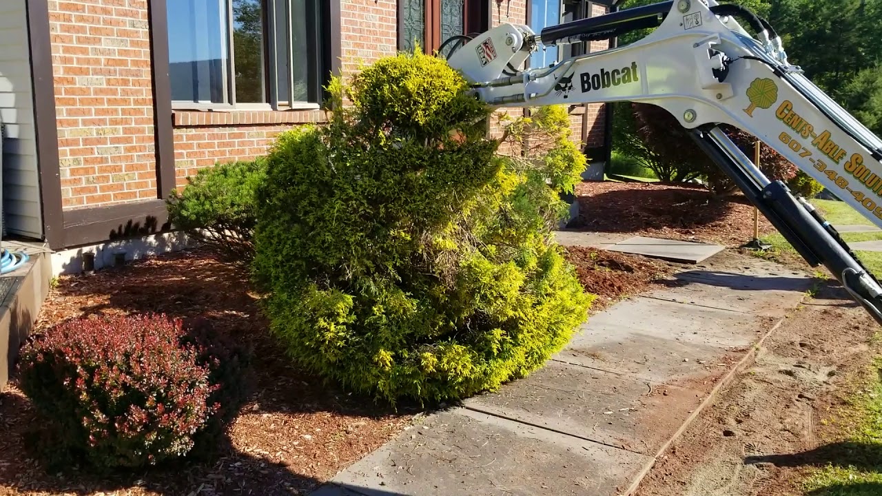Bobcat compact excavator pulling out shrub - YouTube