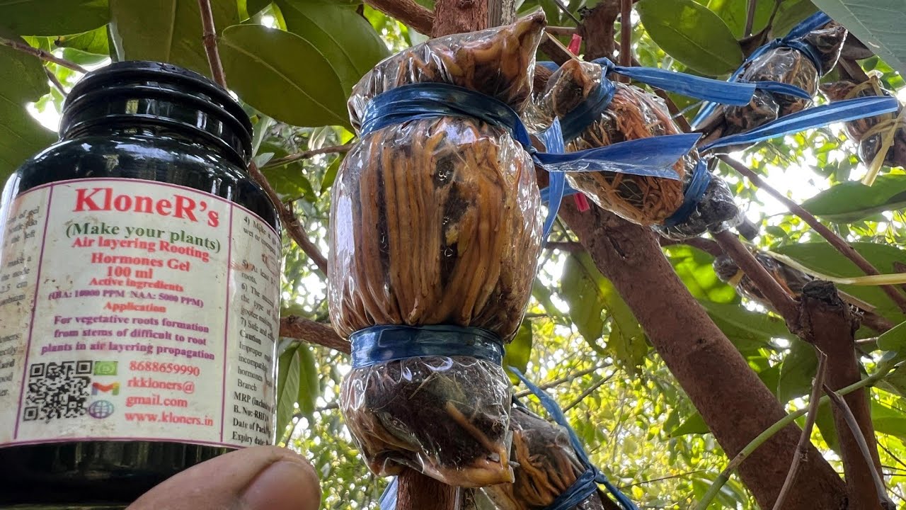 The Ultimate Rooting Method for Faster Plant Propagation || How to do ...