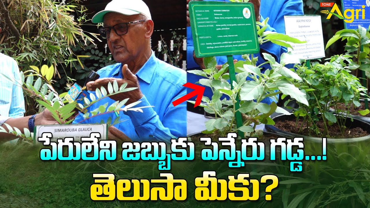 Penneru Gadda | Plant Exhibition | పేరులేని జబ్బుకు పెన్నేరు గడ్డ ...